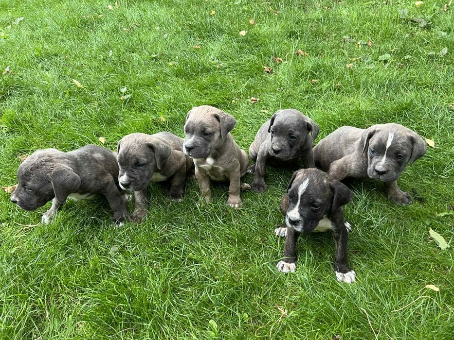 Psy rasy came corso Klimontów • OLX.pl