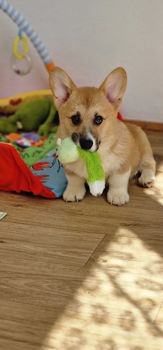 Welsh Corgi Pembroke, Naturalny Bobtail, piesek Radom • OLX.pl
