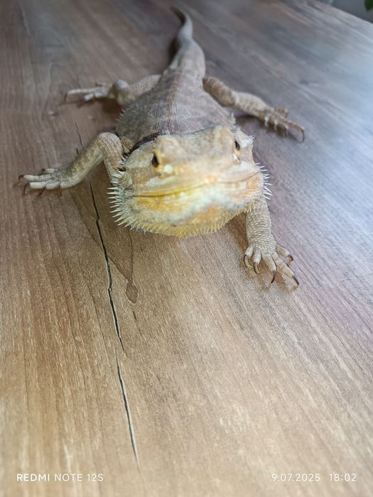 Agama brodata z terrarium . Cisew • OLX.pl