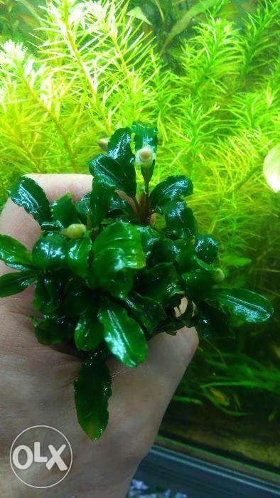 Bucephalandra melawi - sadzonka Baby • OLX.pl