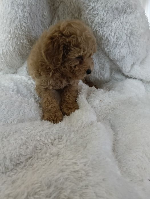 Caniche toy macho Paredes • OLX.pt