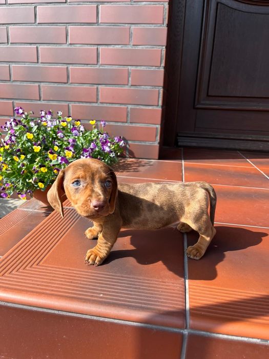 Jamnik merle brązowy Leszno • OLX.pl