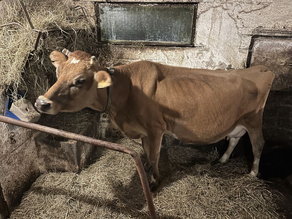 Krowa Jersey (czystej rasy ) Paczków • OLX.pl