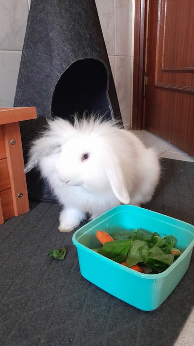 Dou 2 coelhos anões Rio Tinto • OLX.pt