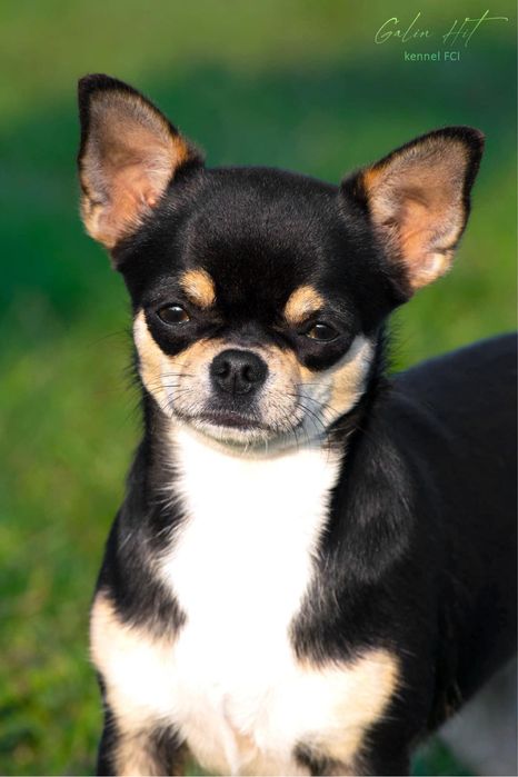 Неймовірний довгошерстий хлопчик КСУ-FCI: 15 000 грн. - Собаки Сумы на Olx