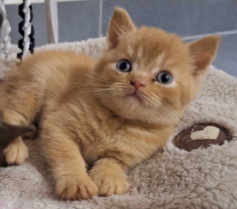 Kot Brytyjski chłopczyk RUDY kot w butach Wadowice • OLX.pl