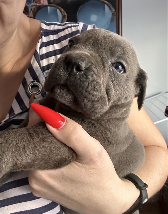 Szczenie pochodzenie fci Kielce • OLX.pl