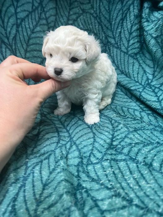 Bichon Frise FCI cudowna dziewczynka Bielsko-Biała • OLX.pl