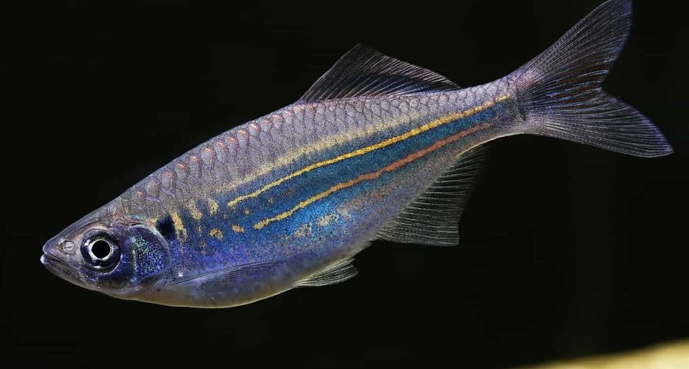 Danio malabarski - Devario malabaricus - Malabarskie - dowóz, wysyłka ...