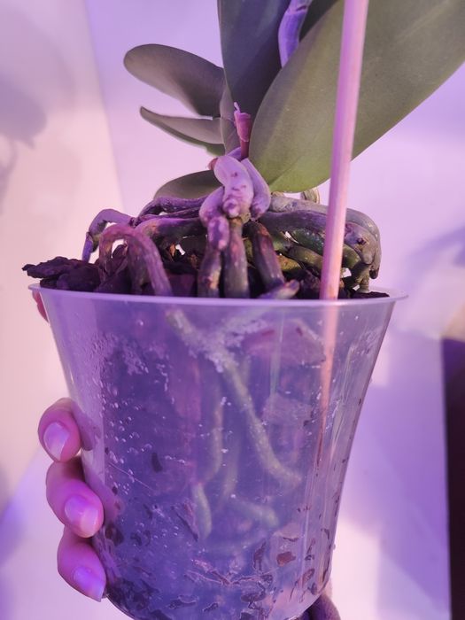 Орхидея Red Strawberry Cake: 550 грн. - Кімнатні рослини Авангард на Olx