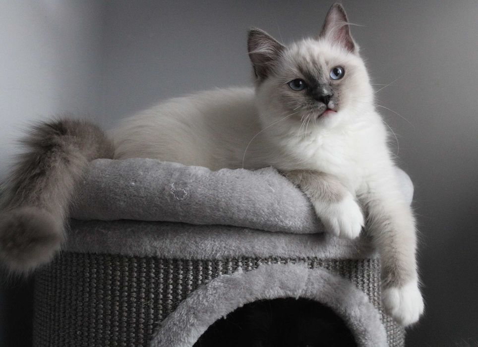 Kotka ragdoll rodowód FPL Franciszkowo • OLX.pl