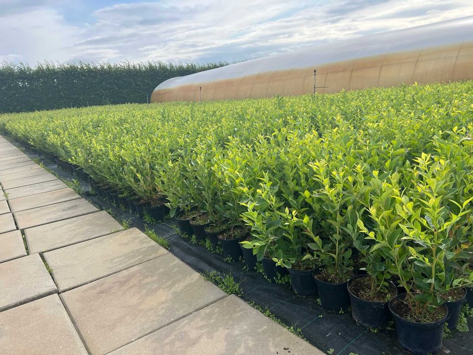 Sadzonki borówki amerykańskiej CAC (Vaccinium corymbosum), blueberry ...