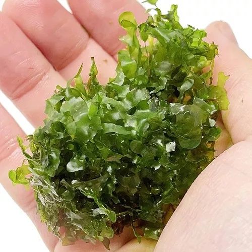 1 porção Musgo Musgo de Pellia São Martinho • OLX Portugal