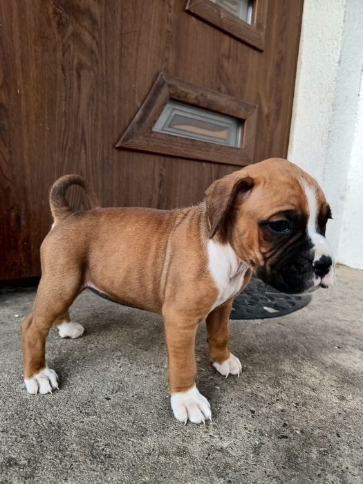 Szczeniak bokser Kwilcz • OLX.pl