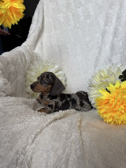 Jamnik czarny merle Proszowice • OLX.pl