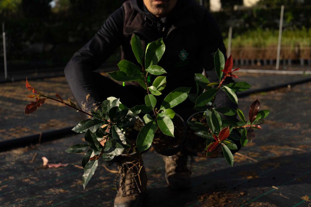 Photinia Red Robin / Carre Rouge - 50/100/150/200cm Perre • OLX Portugal