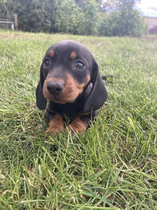 Jamnik miniaturowy/króliczy Żnin • OLX.pl