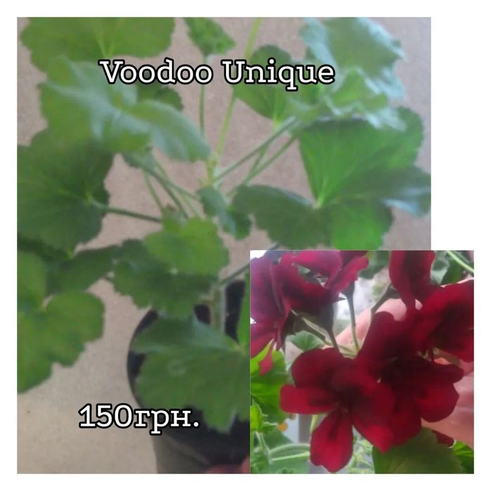 Вкорінені черенки пеларгонії: 60 грн. - Кімнатні рослини Біла Церква на Olx