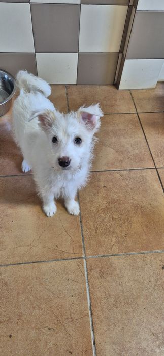 Szczeniaki Około 3 miesiące Wałbrzych • OLX.pl