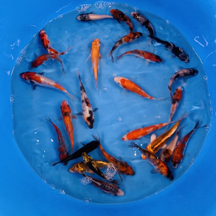 japońskie karpie koi w Twojej okolicy? Sprawdź kategorię Zwierzęta