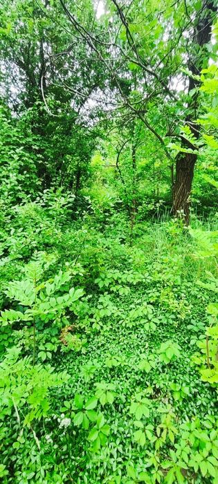 Дача на природе 100%: 3 500 $ - Продаж будинків Канів на Olx