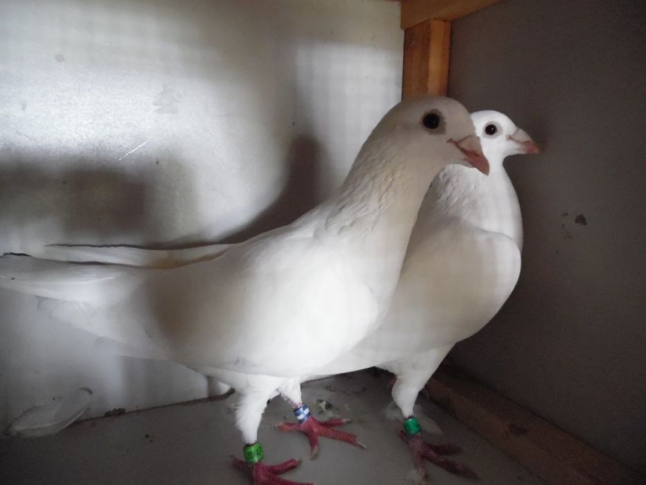 Golebie Biale Pocztowe - OLX.pl