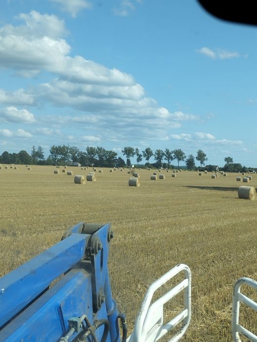 Słoma żytnia przężyto i z przenicy Sianowo • OLX.pl