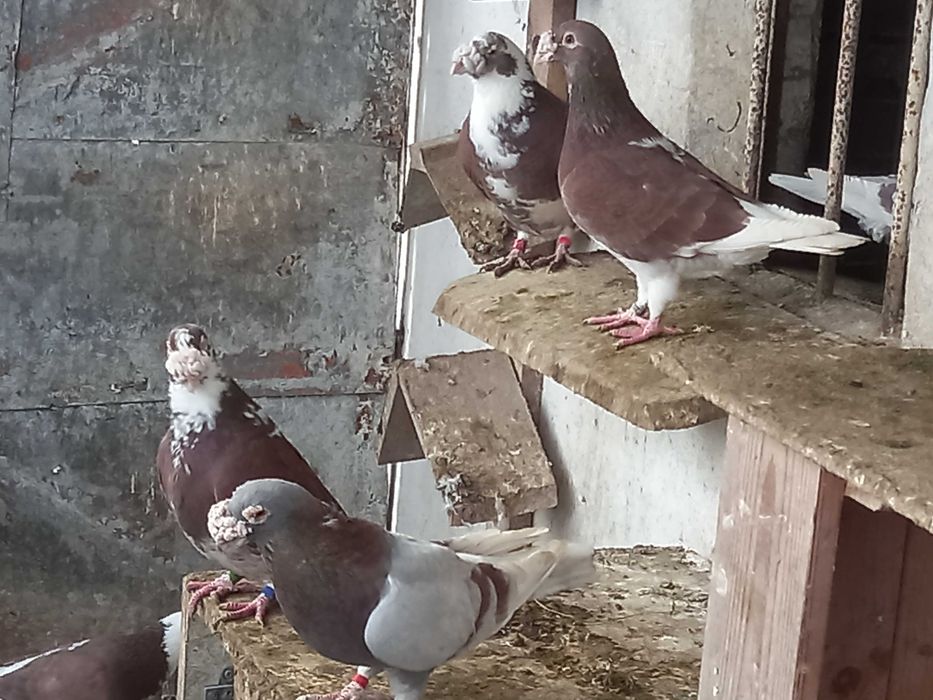 Gołębie staropolskie Skwierzyna • OLX.pl