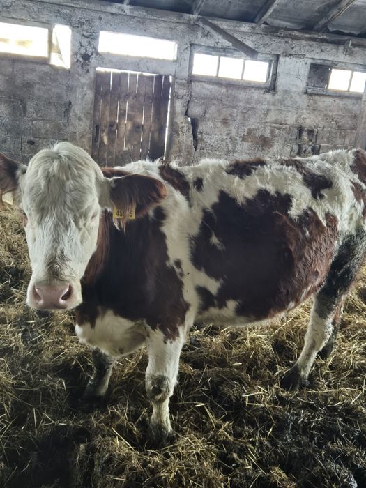 Sprzedam stado krów cielnych, byk i jałówka Parczew • OLX.pl