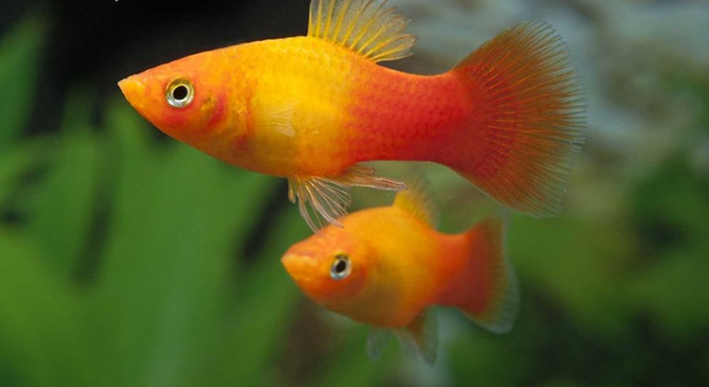 Zmienniak plamisty - Platka - Platynka - ODMIANA SUNSET - dowozimy Nowy ...