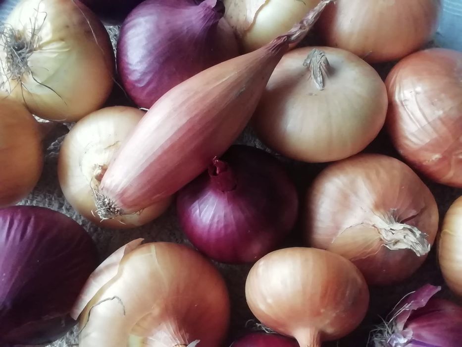 Cebula, czosnek i słonecznik ozdobny Stary Klukom • OLX.pl