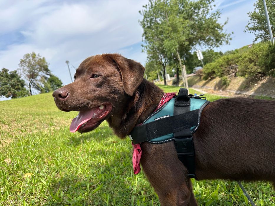 Labrador Chocolate 1 Ano para Adoção Responsável Águas Livres • OLX.pt