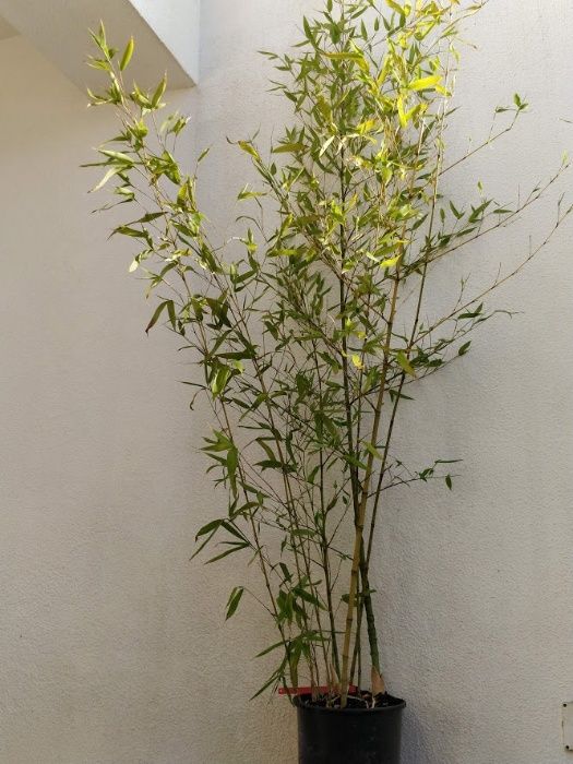 Bambu em rizoma, torrão ou vaso. Mafra • OLX Portugal