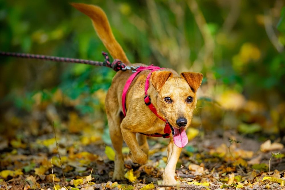 Lemon, mlody i energiczny w typie jack Russell Radom • OLX.pl