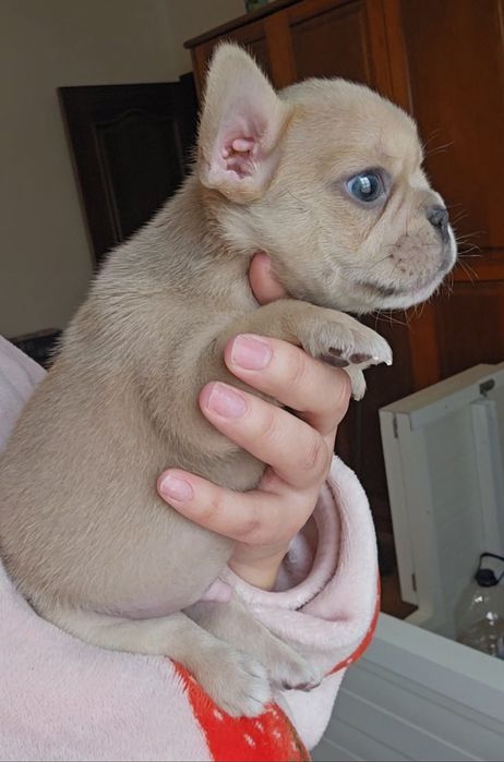 Bulldog Francês Macho Alcantarilha E Pêra • OLX.pt