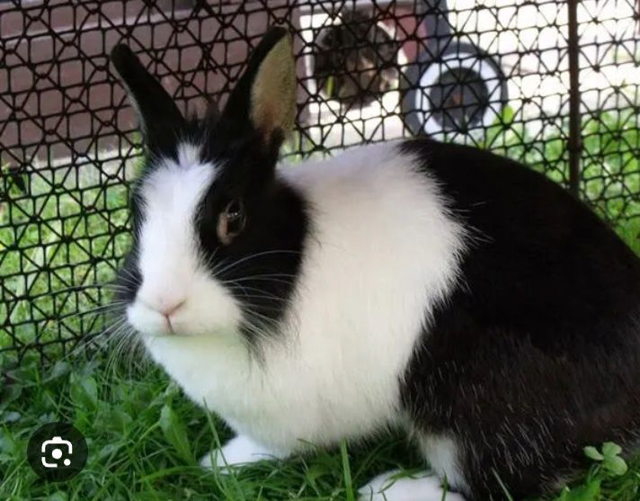 Królik rasy holenderskiej Żuromin • OLX.pl