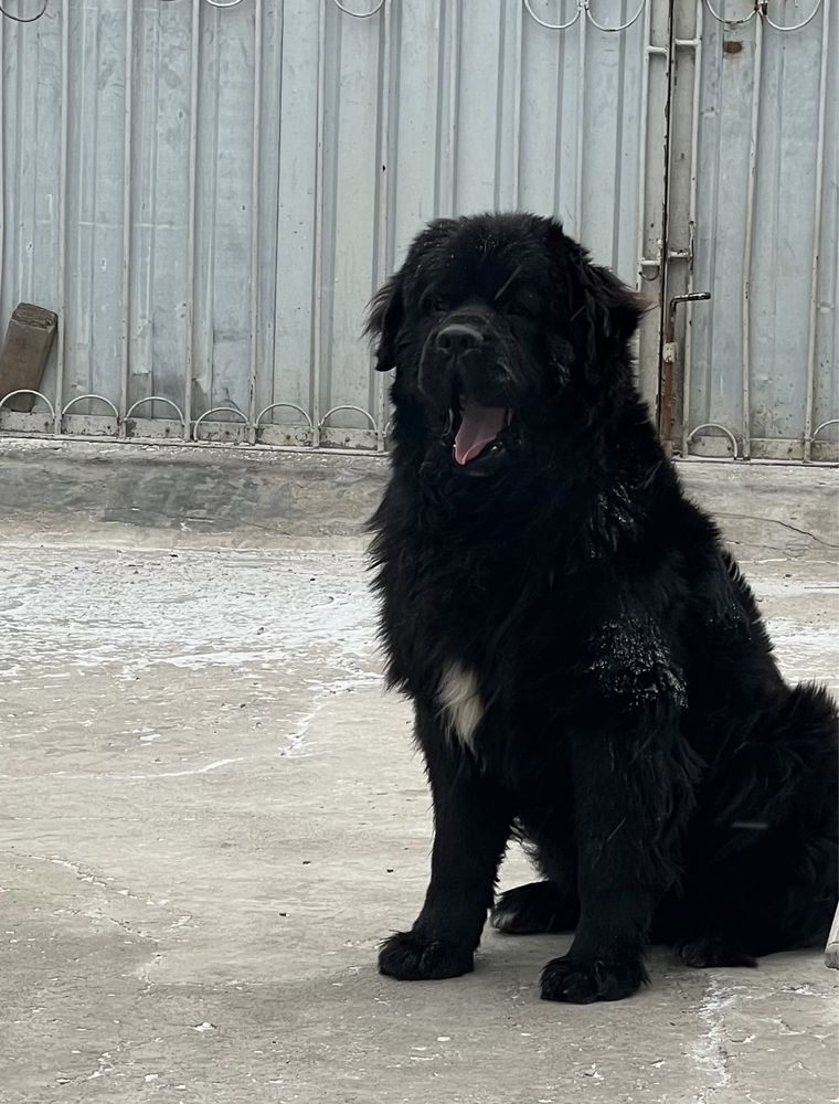 Ньюфаундленд: 3 000 грн. - Собаки Одеса на Olx