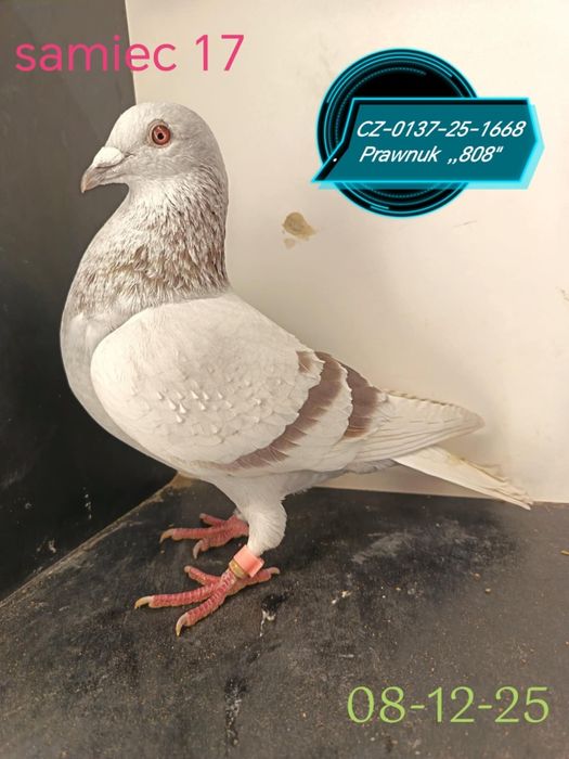 Golebie pocztowe w linii Zakrzewo • OLX.pl