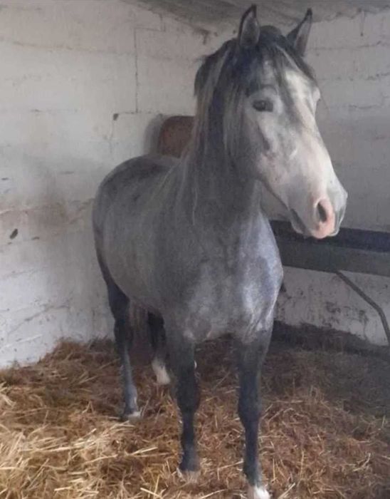 Lusitano Puro neto do Pagode Palmela • OLX.pt