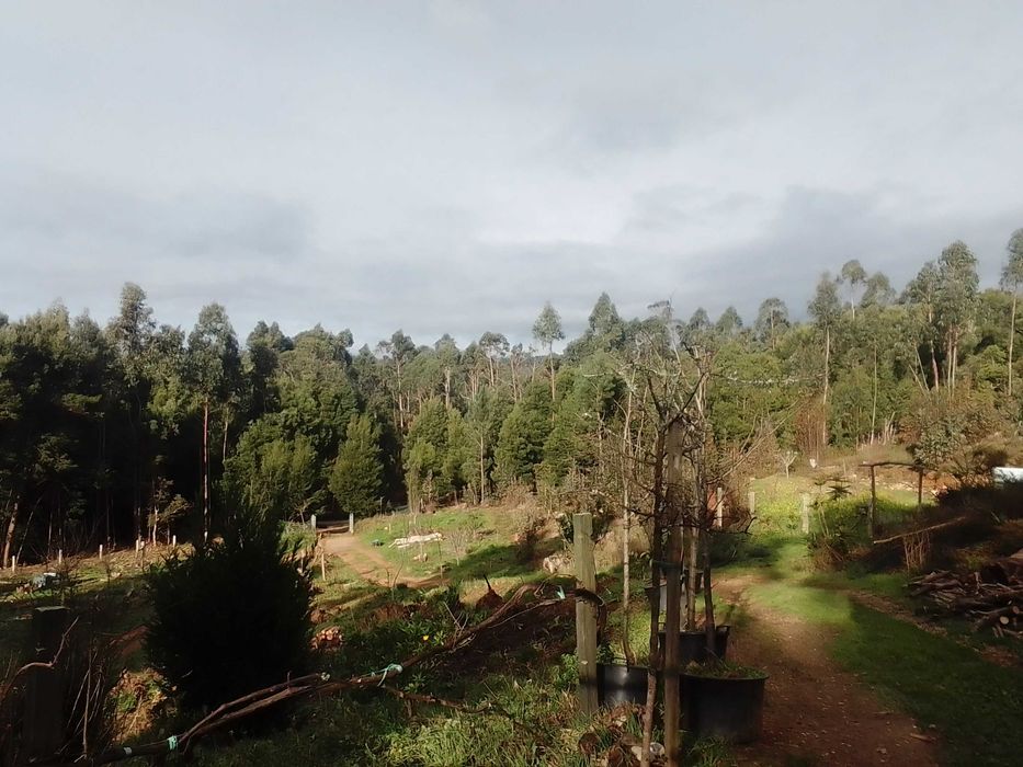 Bonito terreno rustico a 5 km de Caminha. Caminha (Matriz) E Vilarelho ...
