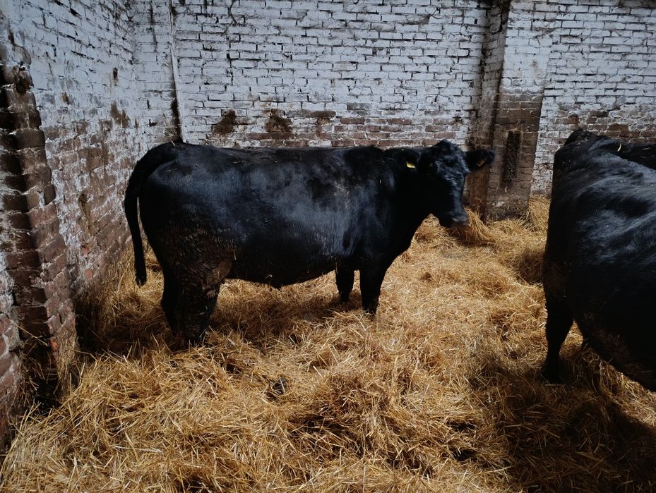 Krowa angus na wycieleniu Bronisławka • OLX.pl