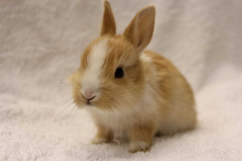 Królik miniaturka baranek mini lop HODOWLA ZAREJESTROWANA Kraków ...