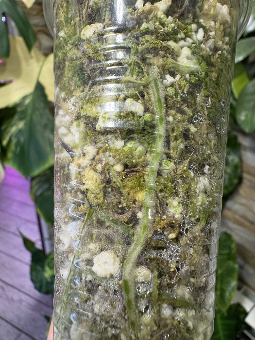 Филодендрон Philodendron Atabapoense Albo Variegated: 3 600 грн ...