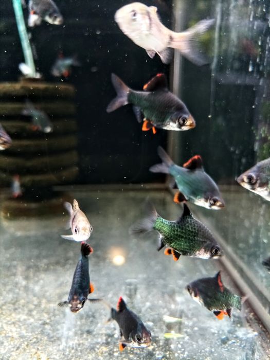 Brzanka Zielona - TINA ZOO Gliwice Witkiewicza Gliwice Szobiszowice ...