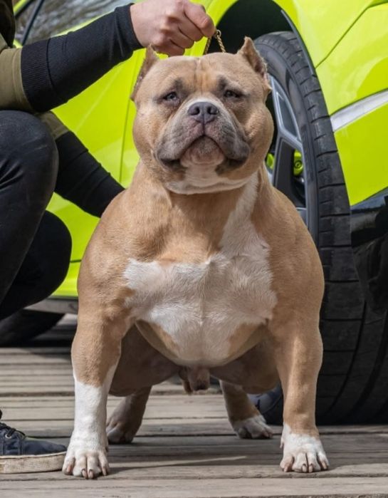 American Bully , przepiękna suczka po Championie ABKC, KOPIA OJCA Toruń ...