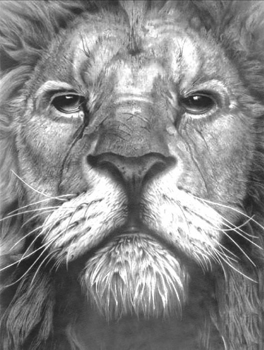 Rysunek Obraz Lew Rysowany ołówkiem Grafika format 30x40 cm Dekoracja ...