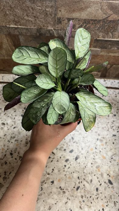 Ктенанте Amagris, калатея Burle Marx: 350 грн. - Кімнатні рослини ...