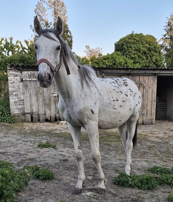 Klacz tarantka tarant Kościan • OLX.pl