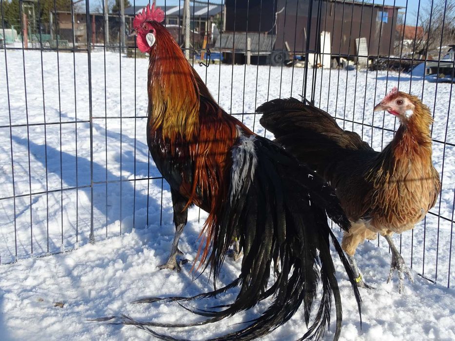 Feniks standard złoty, feniksy złote Kostomłoty • OLX.pl