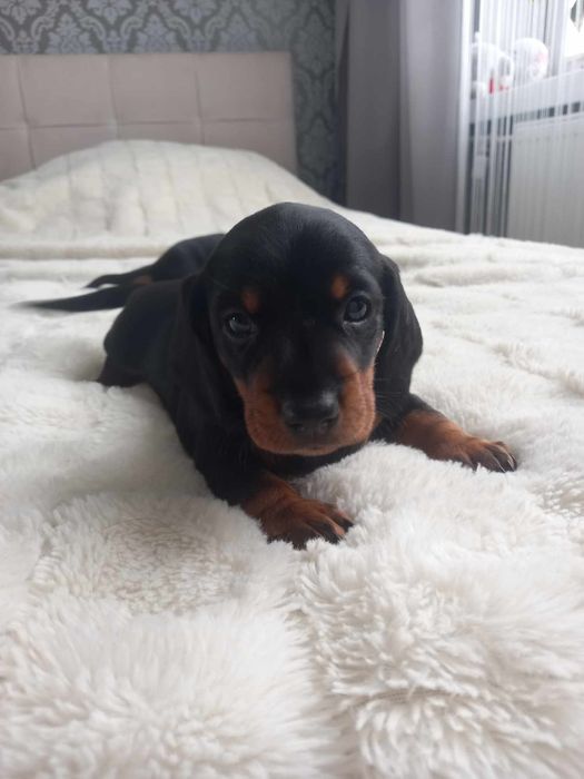 Jamnik miniaturowy suczka szczeniak! Dąbrowa Tarnowska • OLX.pl